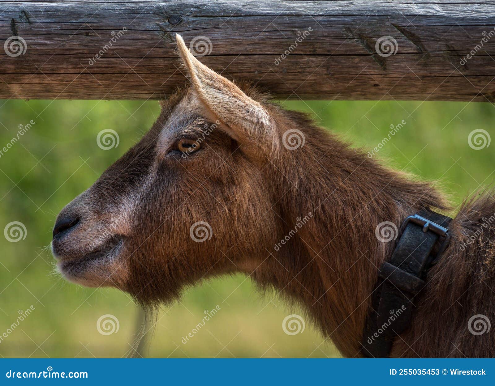 Side Profile of a Brown Goat Stock Image - Image of nature, domestic ...