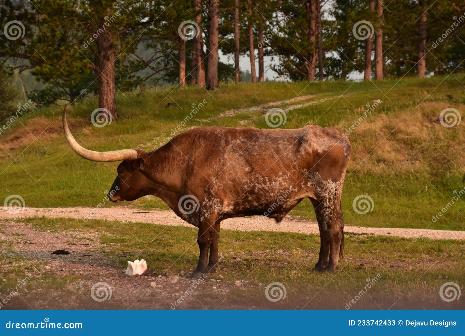Side Profile of a Brown Longhorn Steer Stock Image - Image of longhorn ...