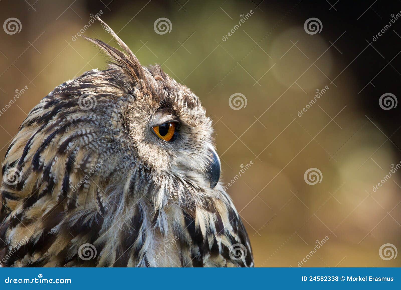 Side Profile of a Cape Eagle Owl Stock Photo - Image of detail, prey ...