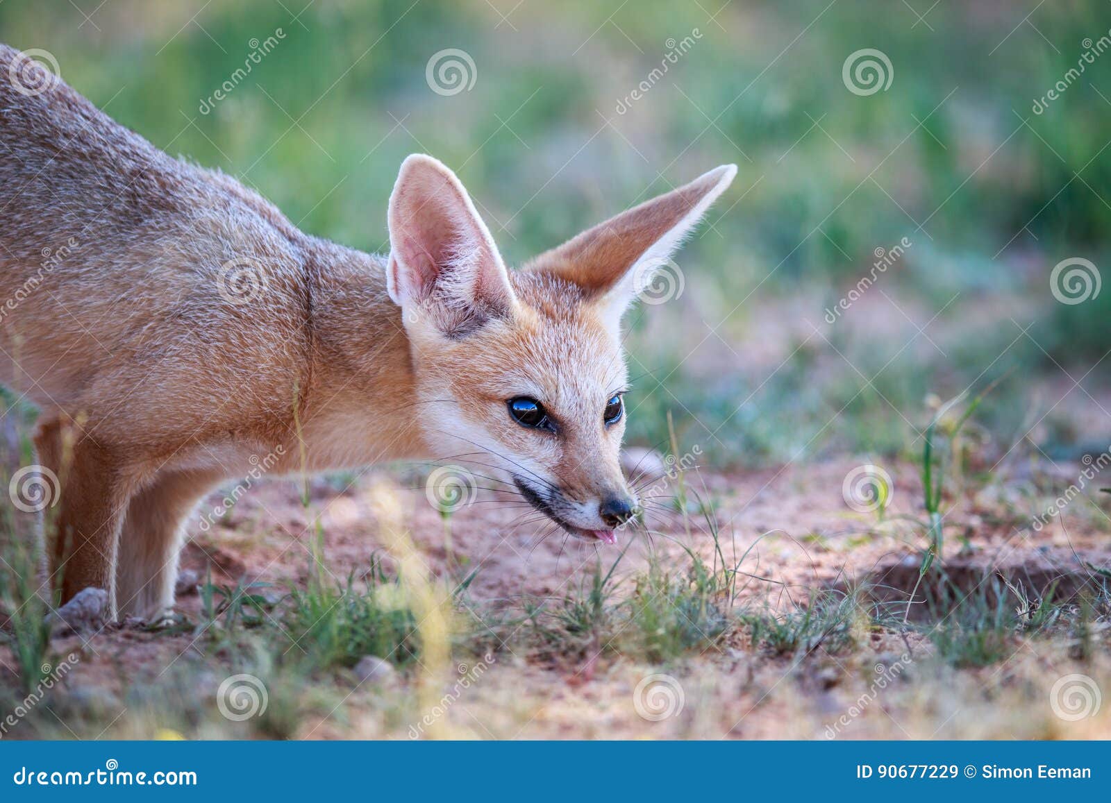 Side Profile of a Cape Fox. Stock Image - Image of park, cape: 90677229