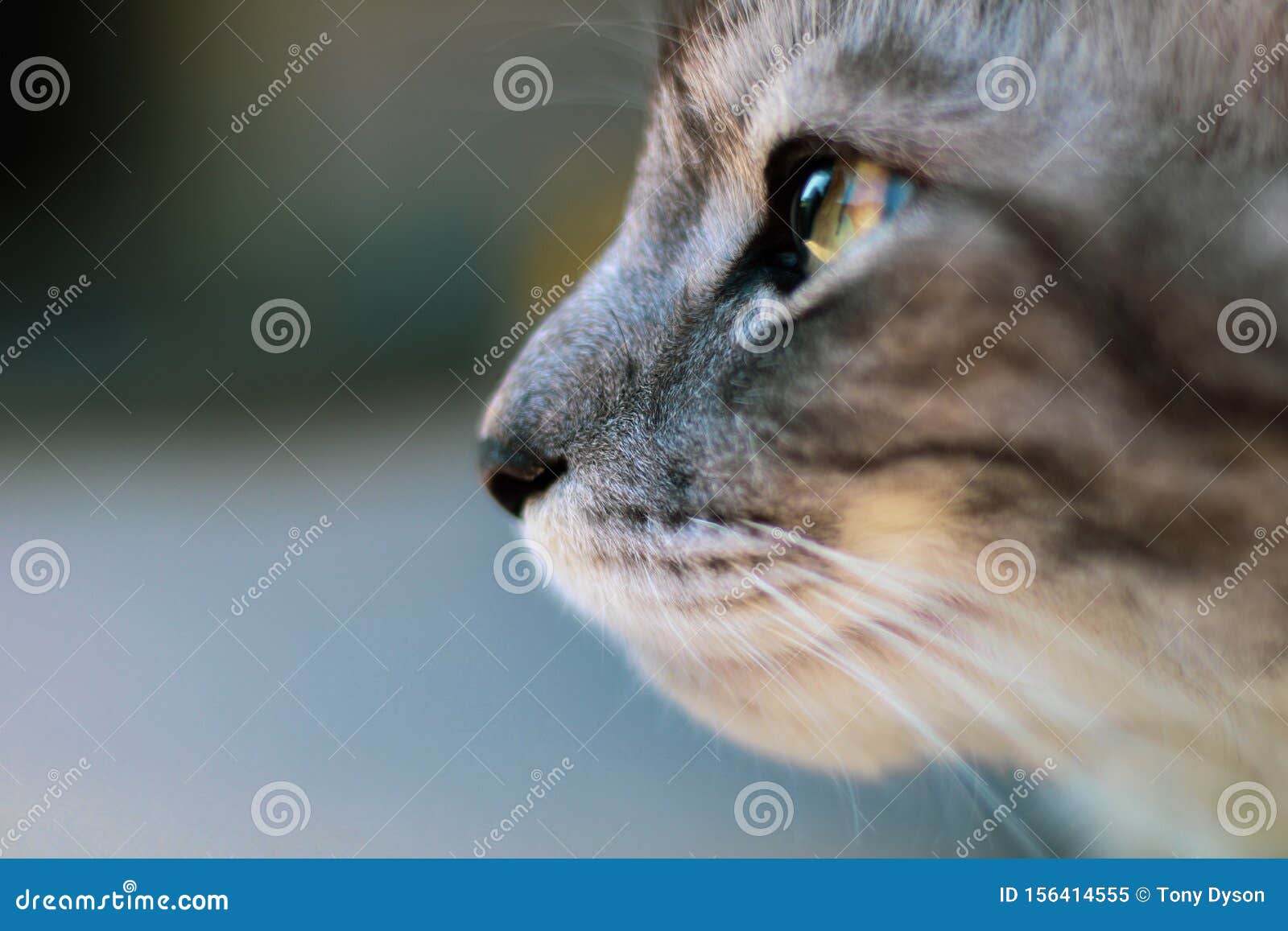 Side Profile Cat stock image. Image of view, profile - 156414555