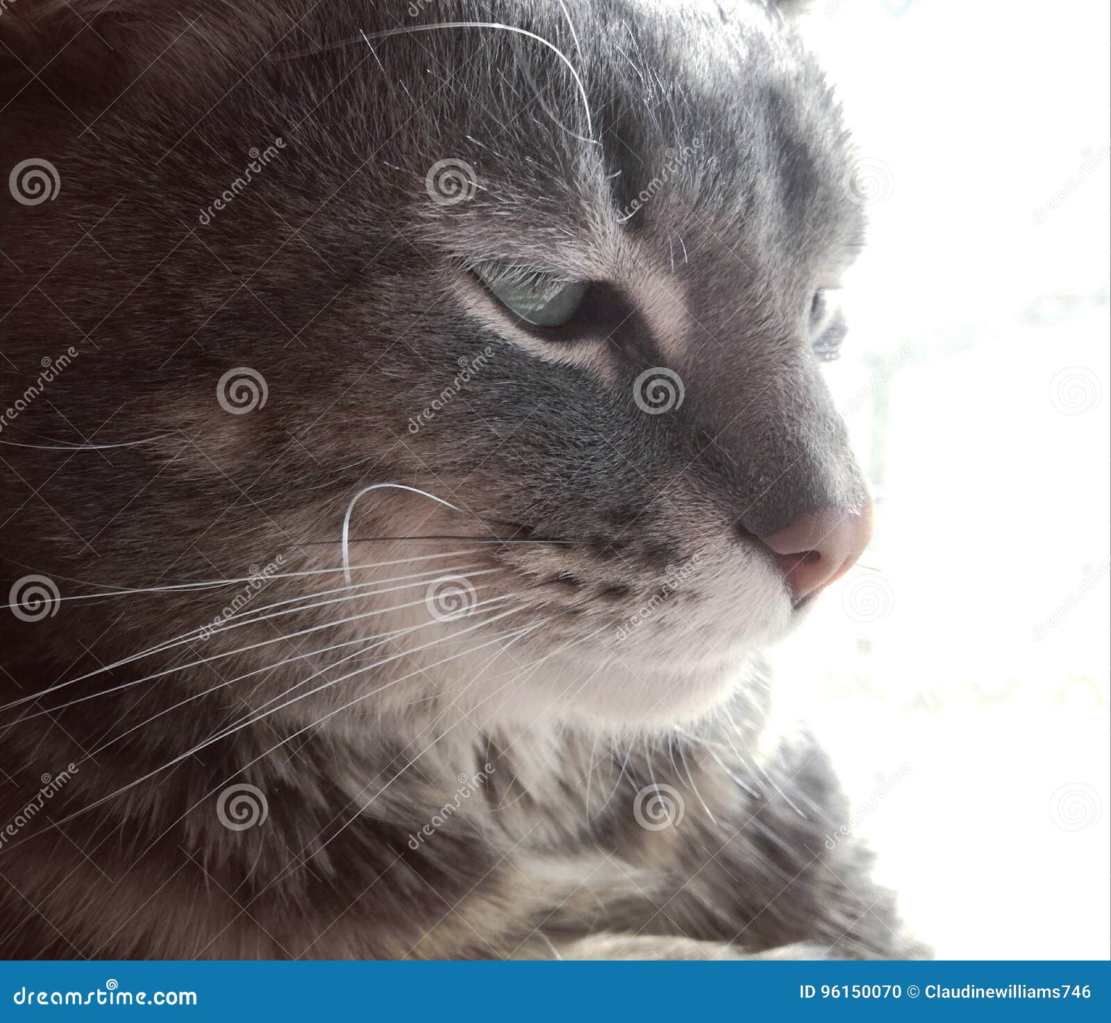 Side profile of a cat stock photo. Image of side, serious - 96150070