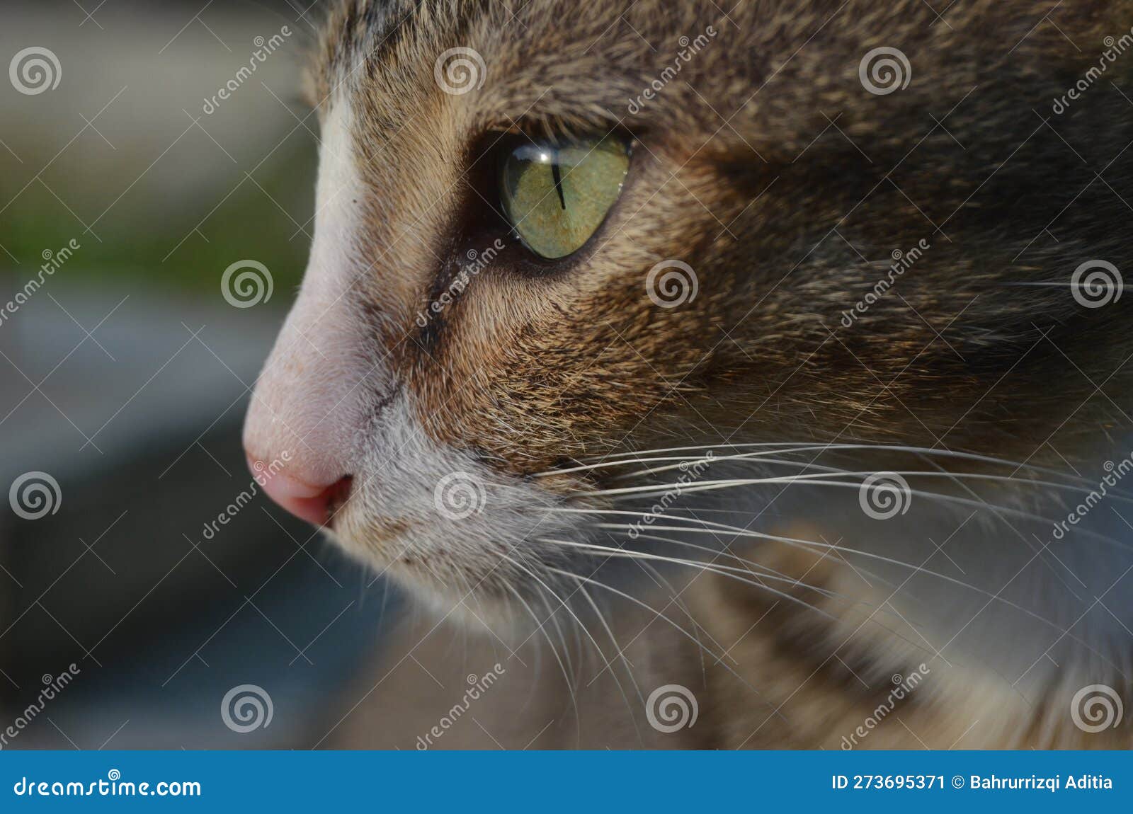 Side Profile Cat with Sharp Glance Stock Image - Image of carnivore ...