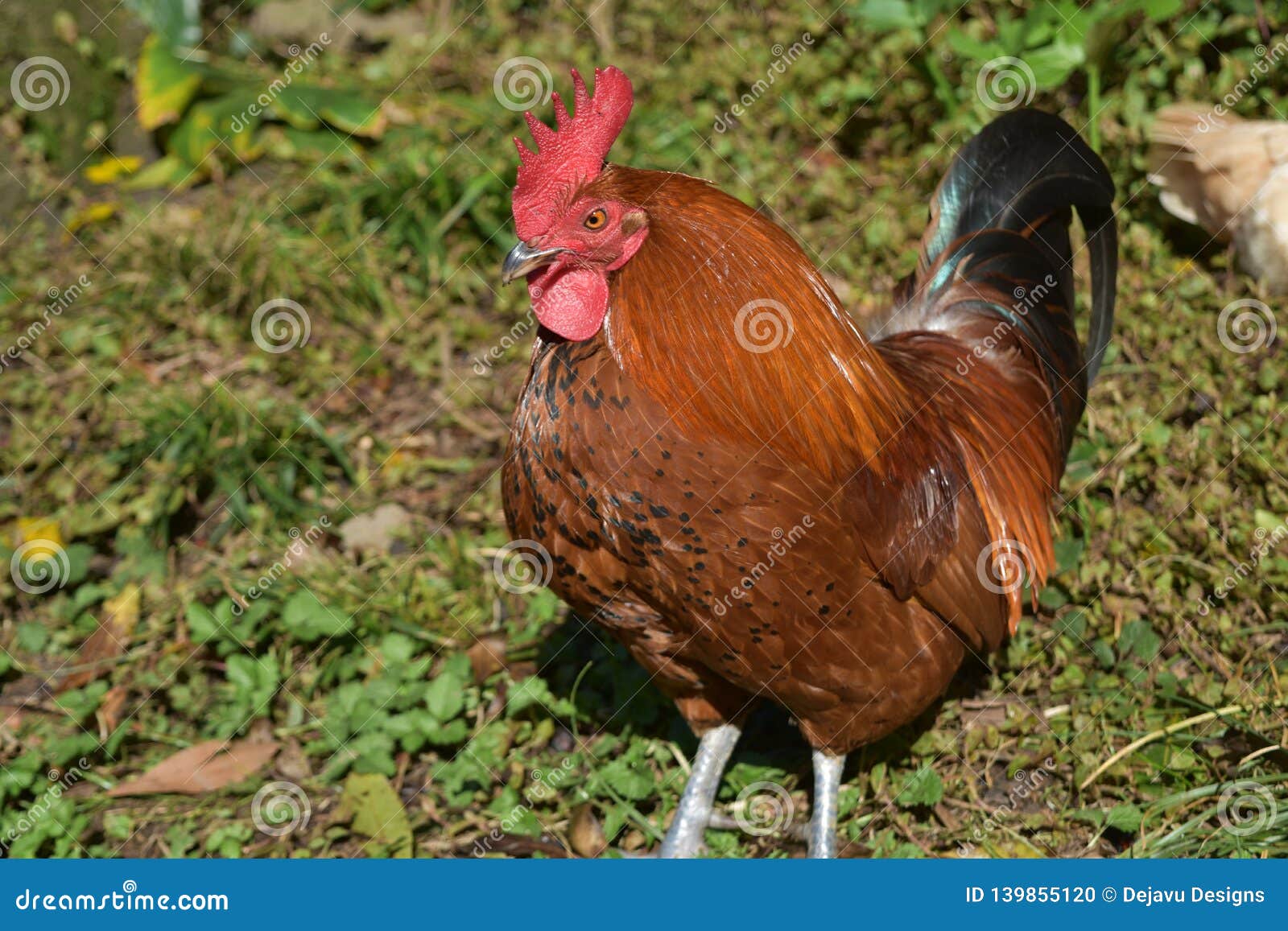 Side Profile of a Chicken with a Red Crest and Shiny Brown Feathers ...