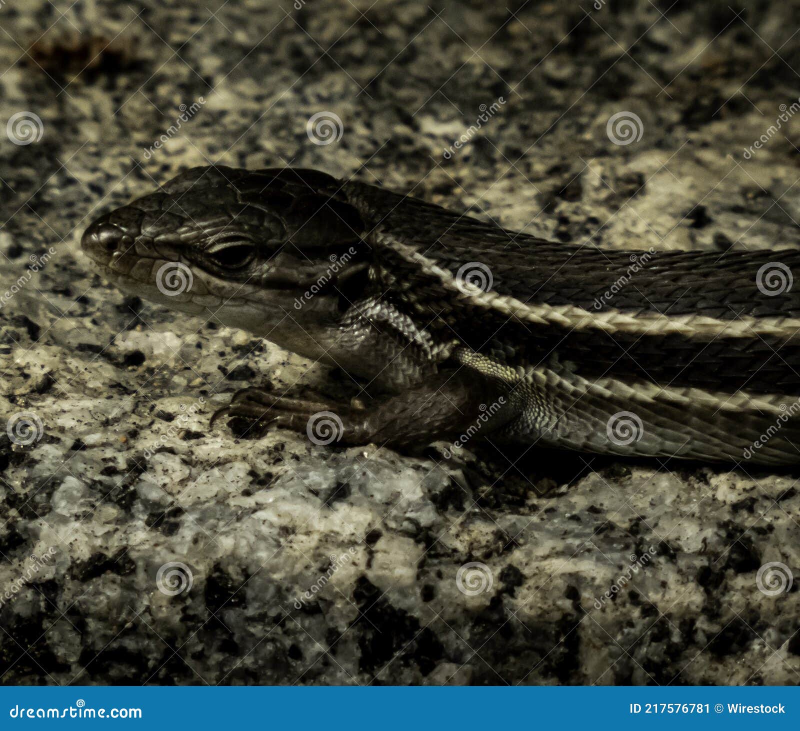 Side Profile of a Common Five-lined Skink on the Rock Stock Image ...
