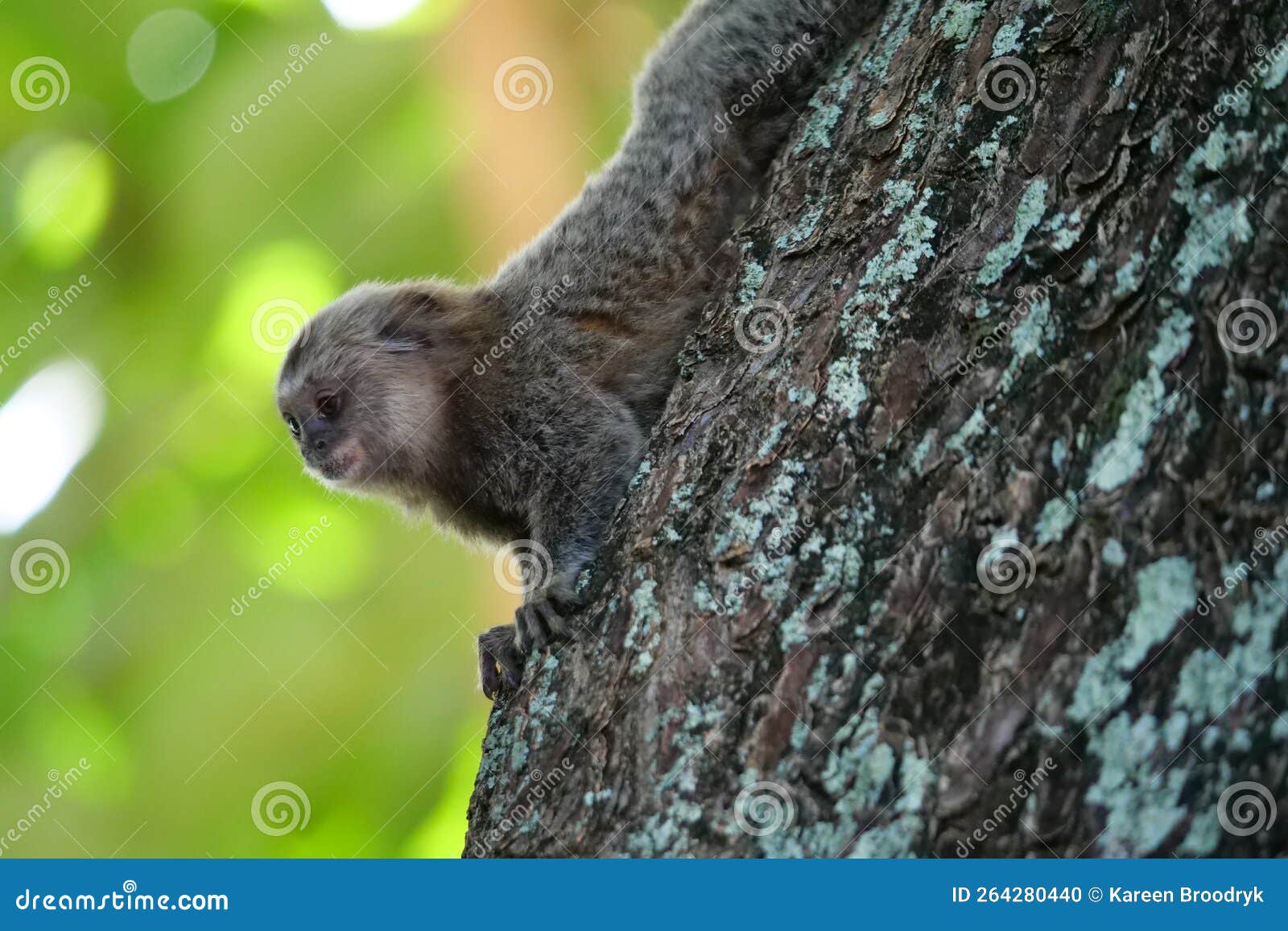 Side Profile of a Common Marmoset Monkey - Callithrix Jacchus - Lying ...