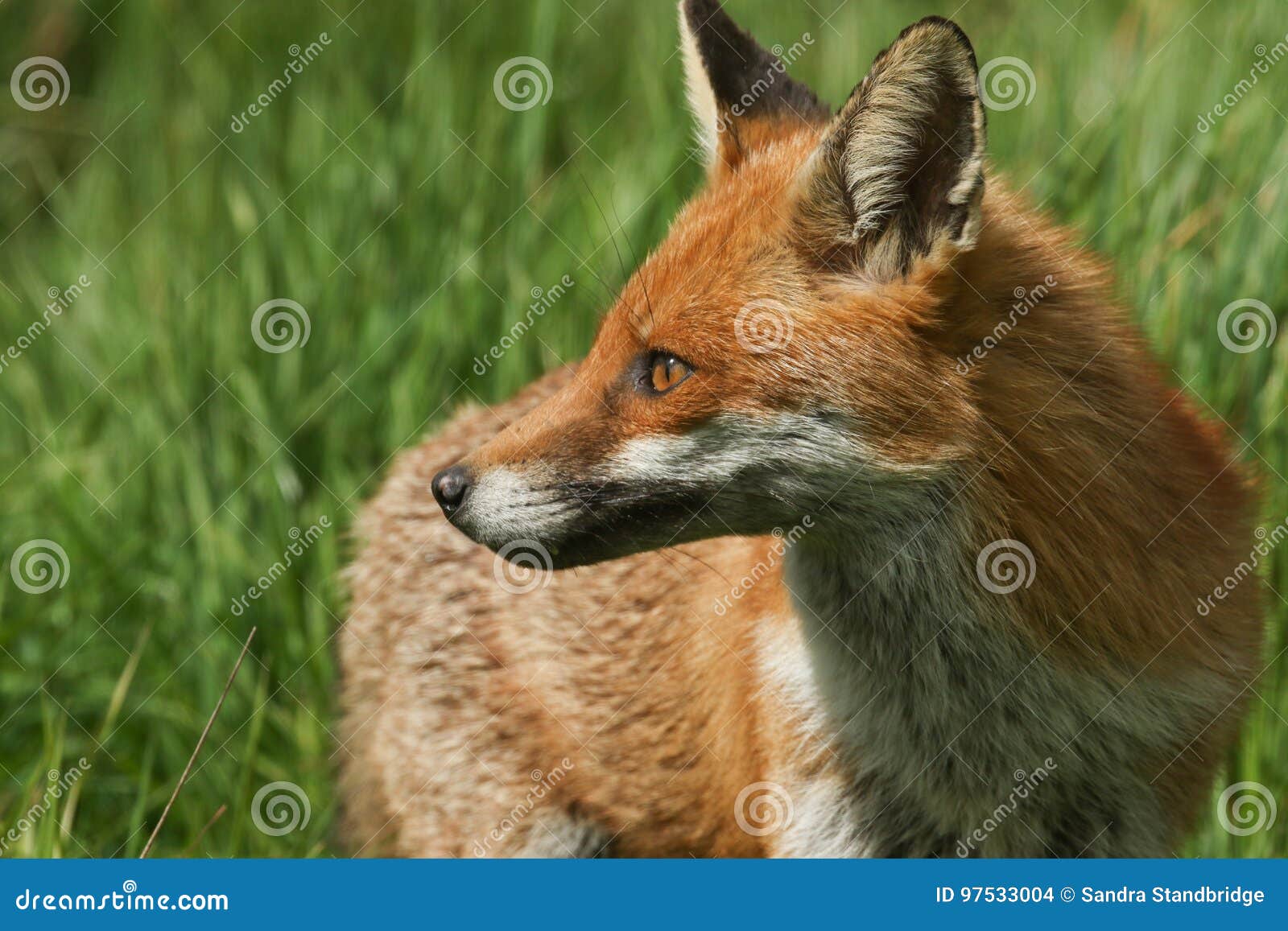 A Side Profile of a Cute Red Fox Vulpes Vulpes. Stock Photo - Image of ...