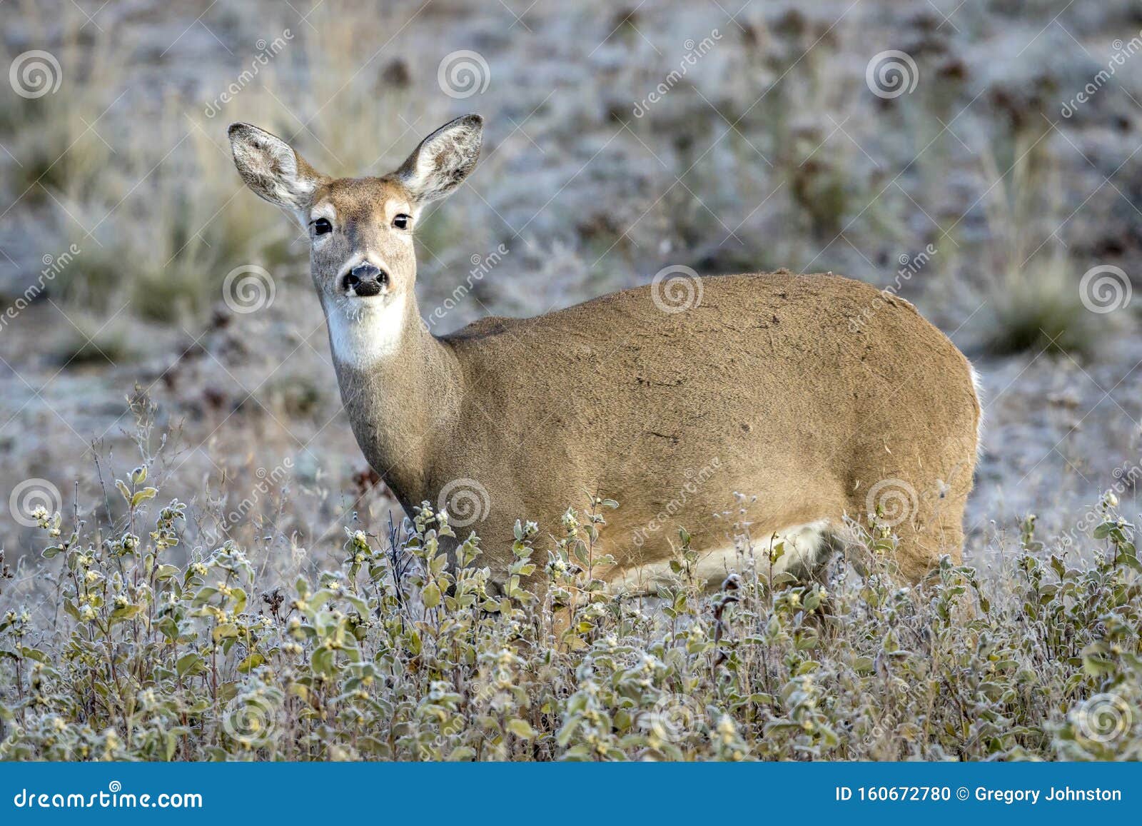 Side Profile of Deer in a Field Stock Photo - Image of refuge, nature ...