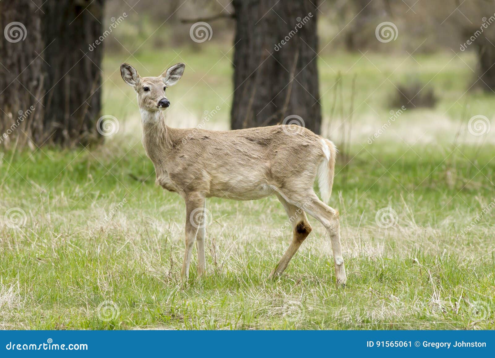 Side profile of deer. stock image. Image of whitetail - 91565061