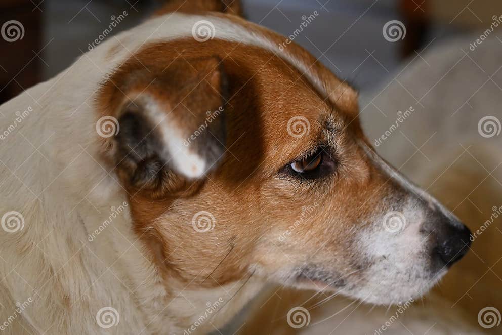 Side profile of dog stock image. Image of terrier, carnivore - 352293449