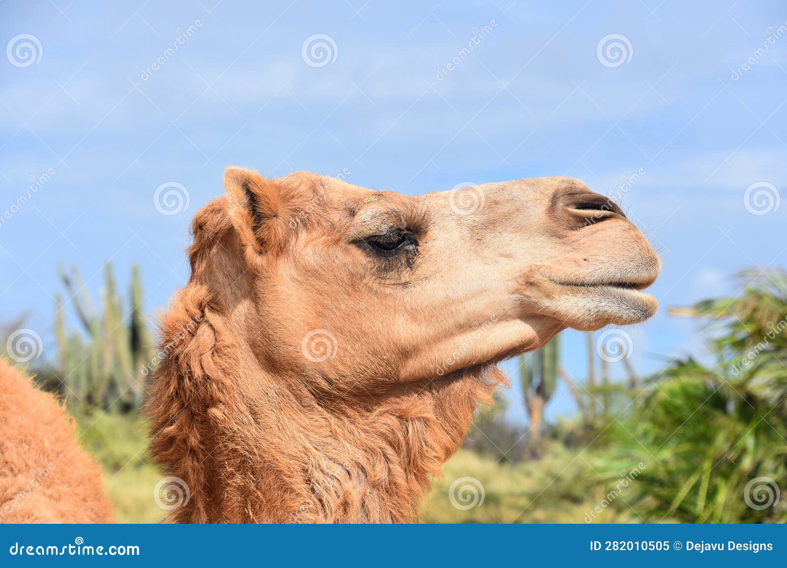 Side Profile of a Dromedary Camels Head Stock Image - Image of camel ...