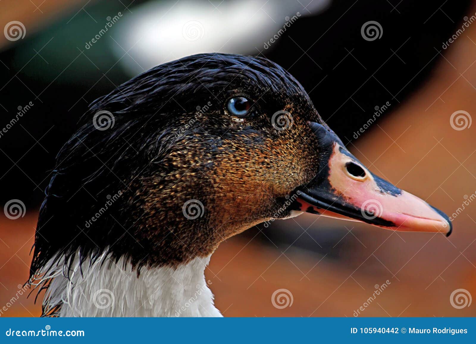 Side profile of duck stock photo. Image of moschata - 105940442