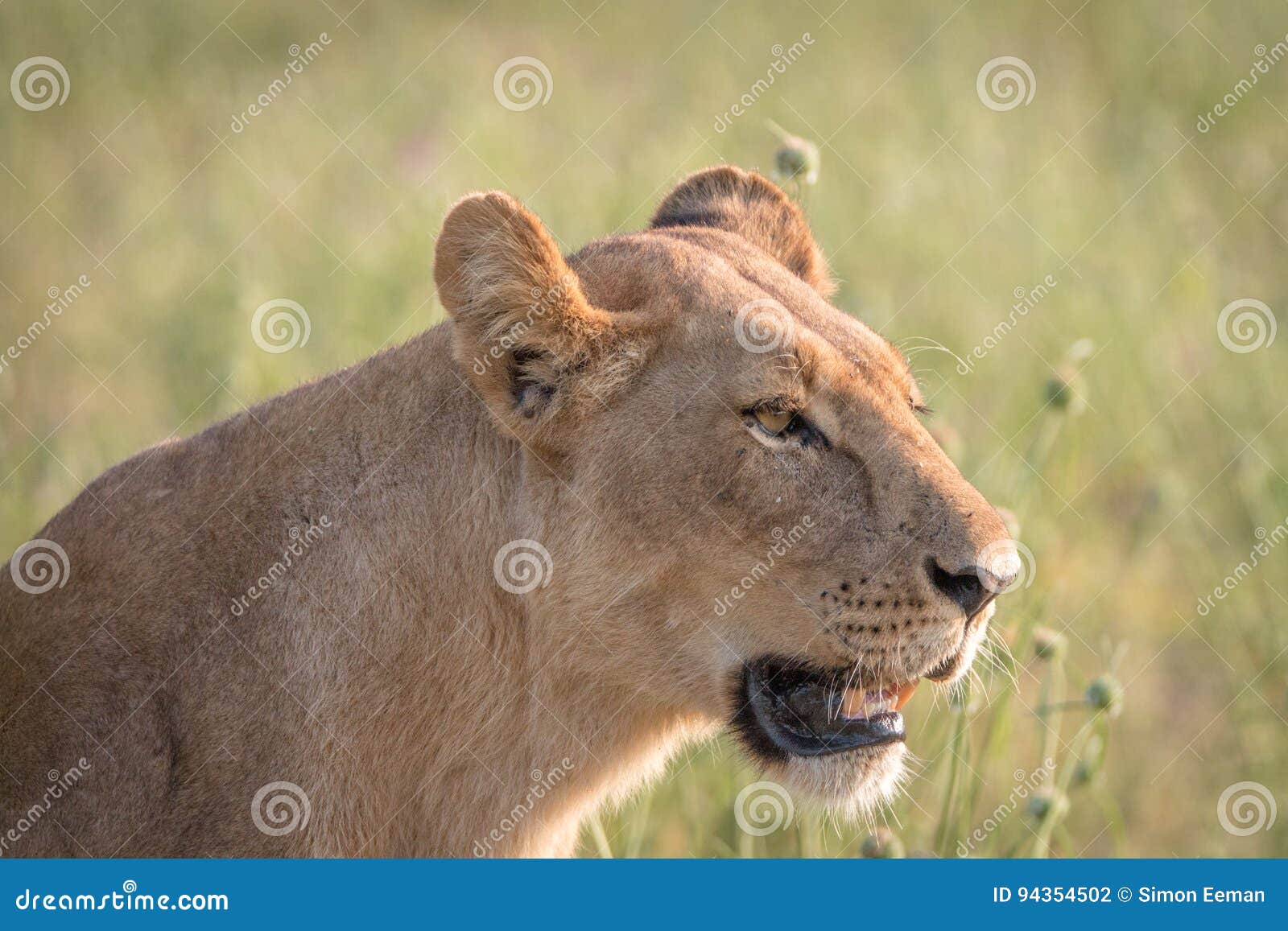 Side Profile of a Female Lion. Stock Photo - Image of angry, feline ...