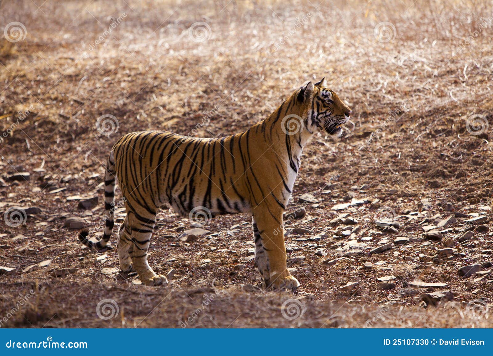 Side Profile of a Female Tigress. Stock Photo - Image of tigress ...