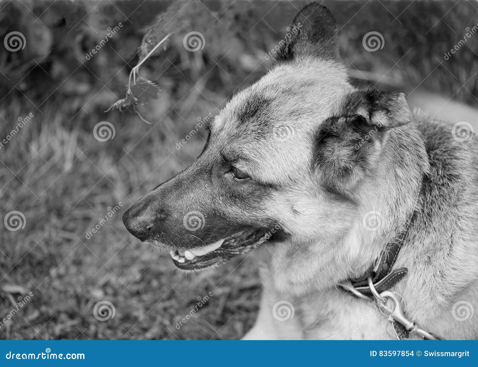 Side Profile of German Shepard Stock Photo - Image of pedigree ...