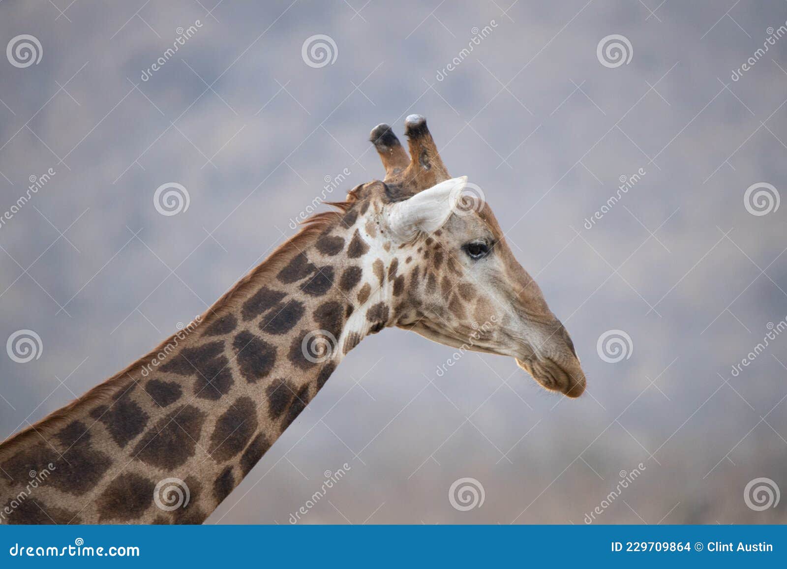 Side profile of a giraffe stock photo. Image of kruger - 229709864