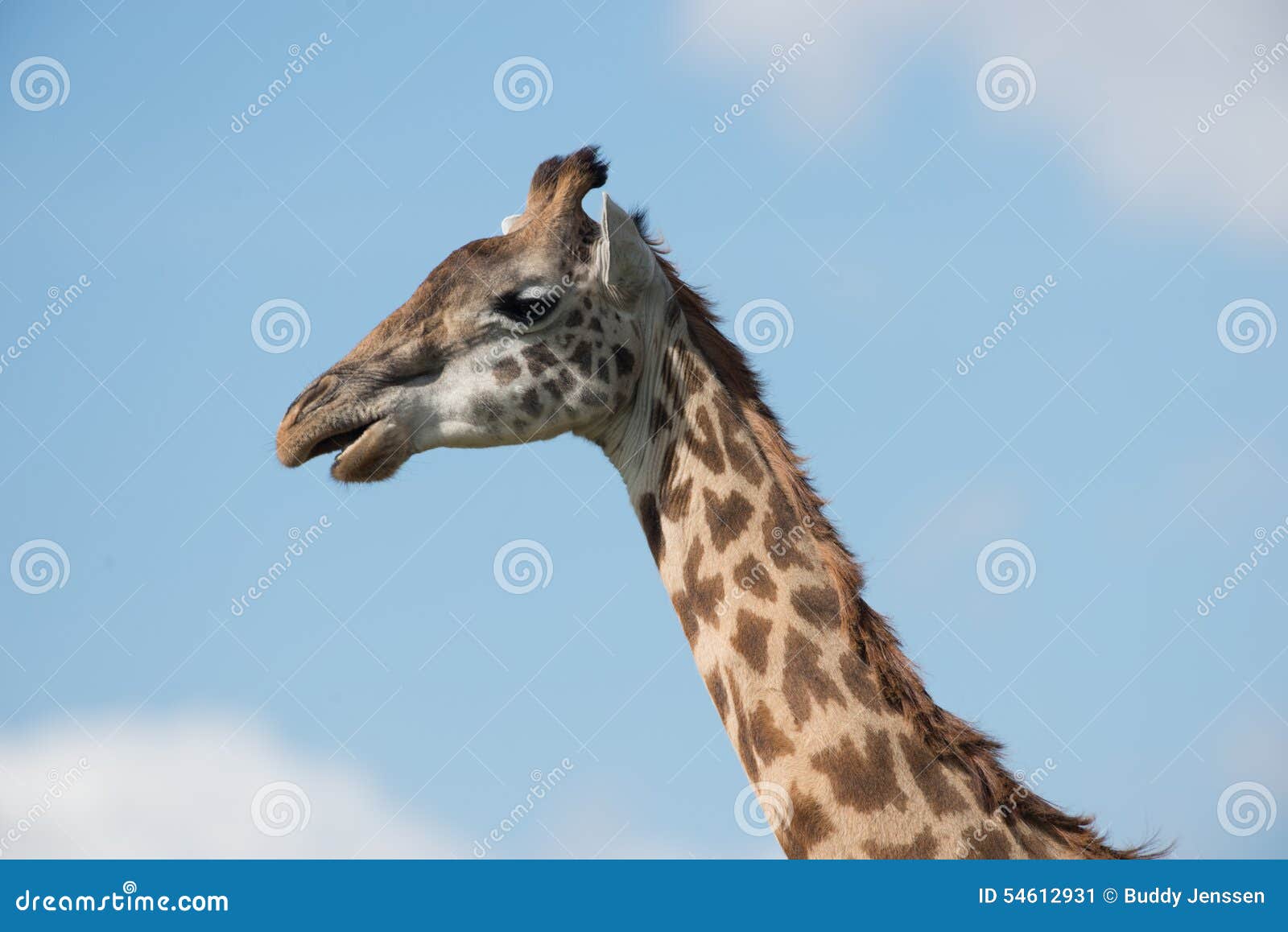 Side profile of Giraffe stock image. Image of face, park - 54612931
