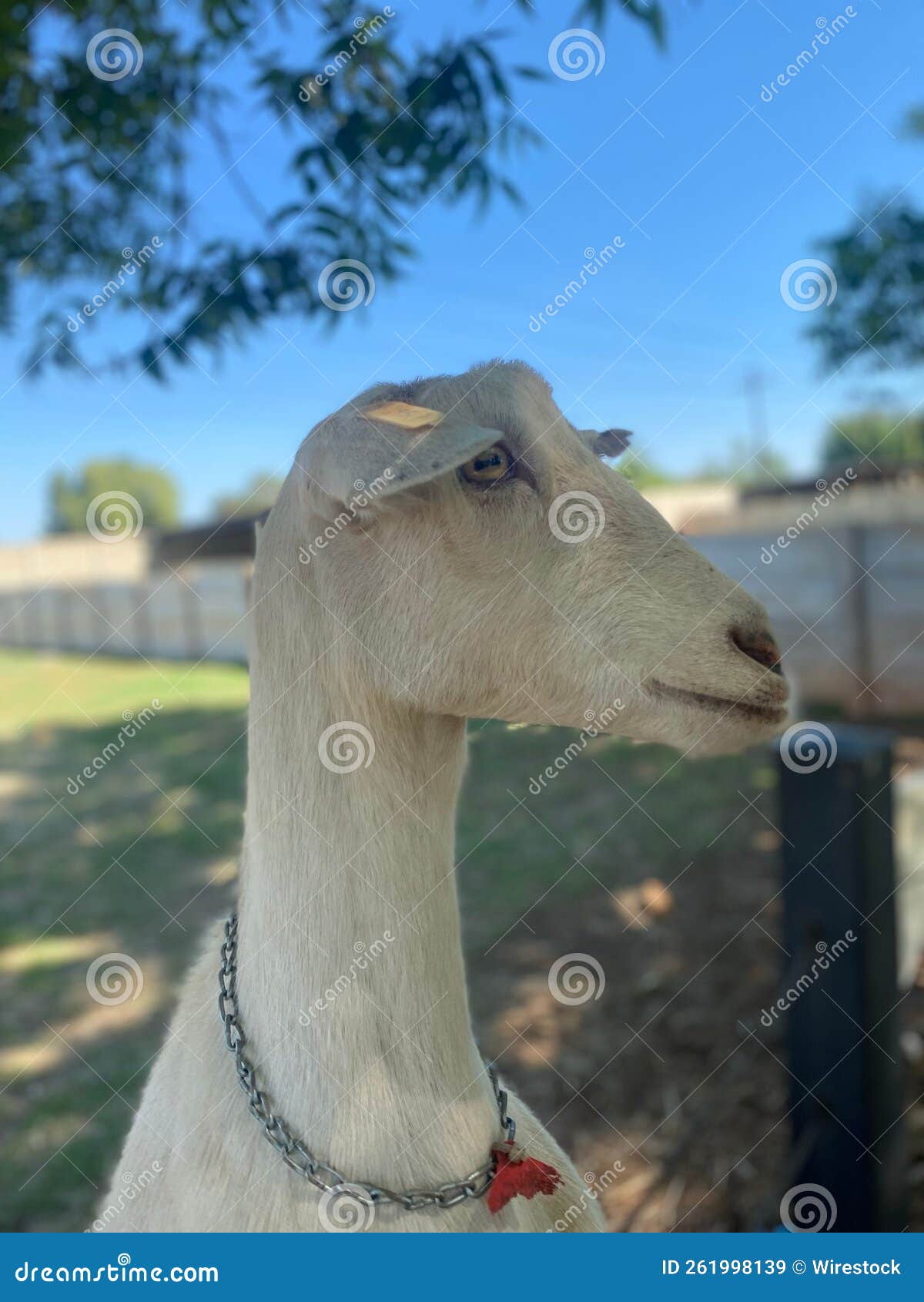 Side Profile of a Goat with a Chain Around a Neck Stock Image - Image ...
