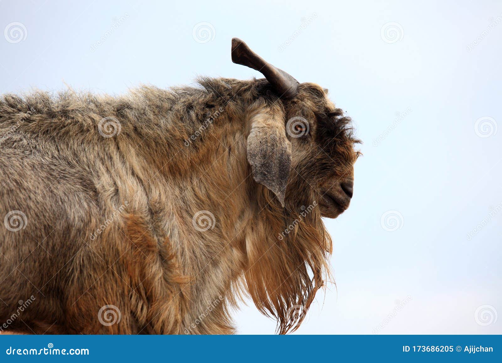 Side profile of a goat stock image. Image of ears, eyes - 173686205