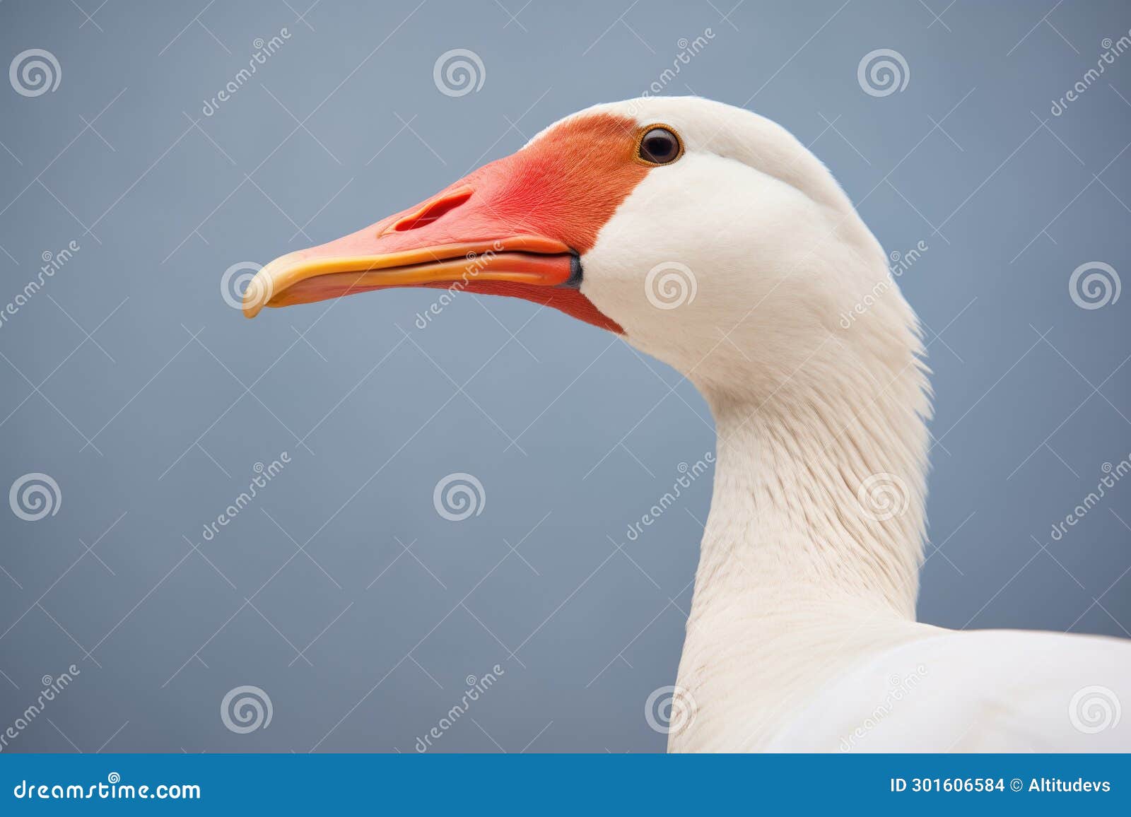 Side Profile of Goose in Honking Pose Stock Photo - Image of pond ...