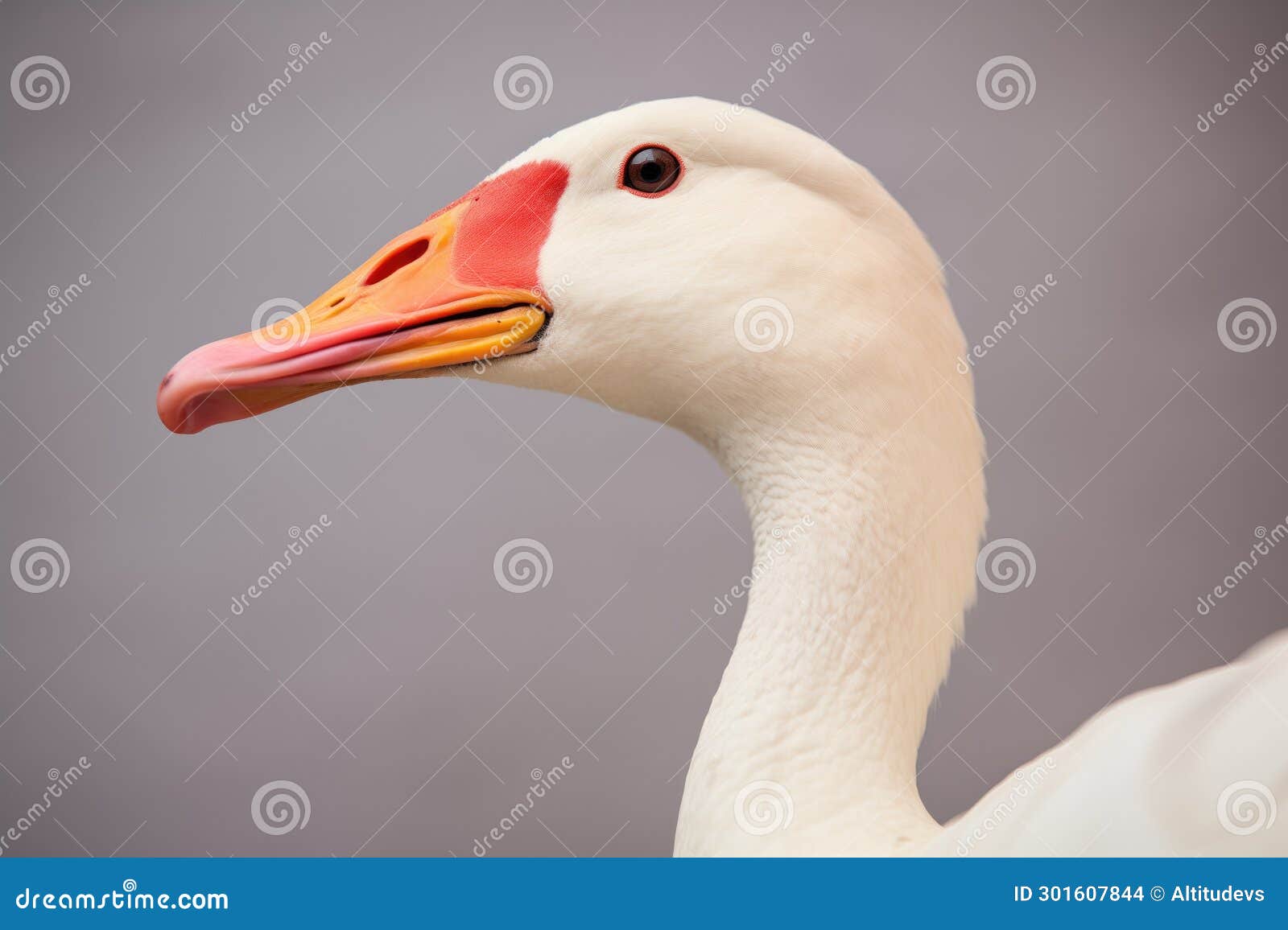 Side Profile of Goose in Honking Pose Stock Photo - Image of goose ...