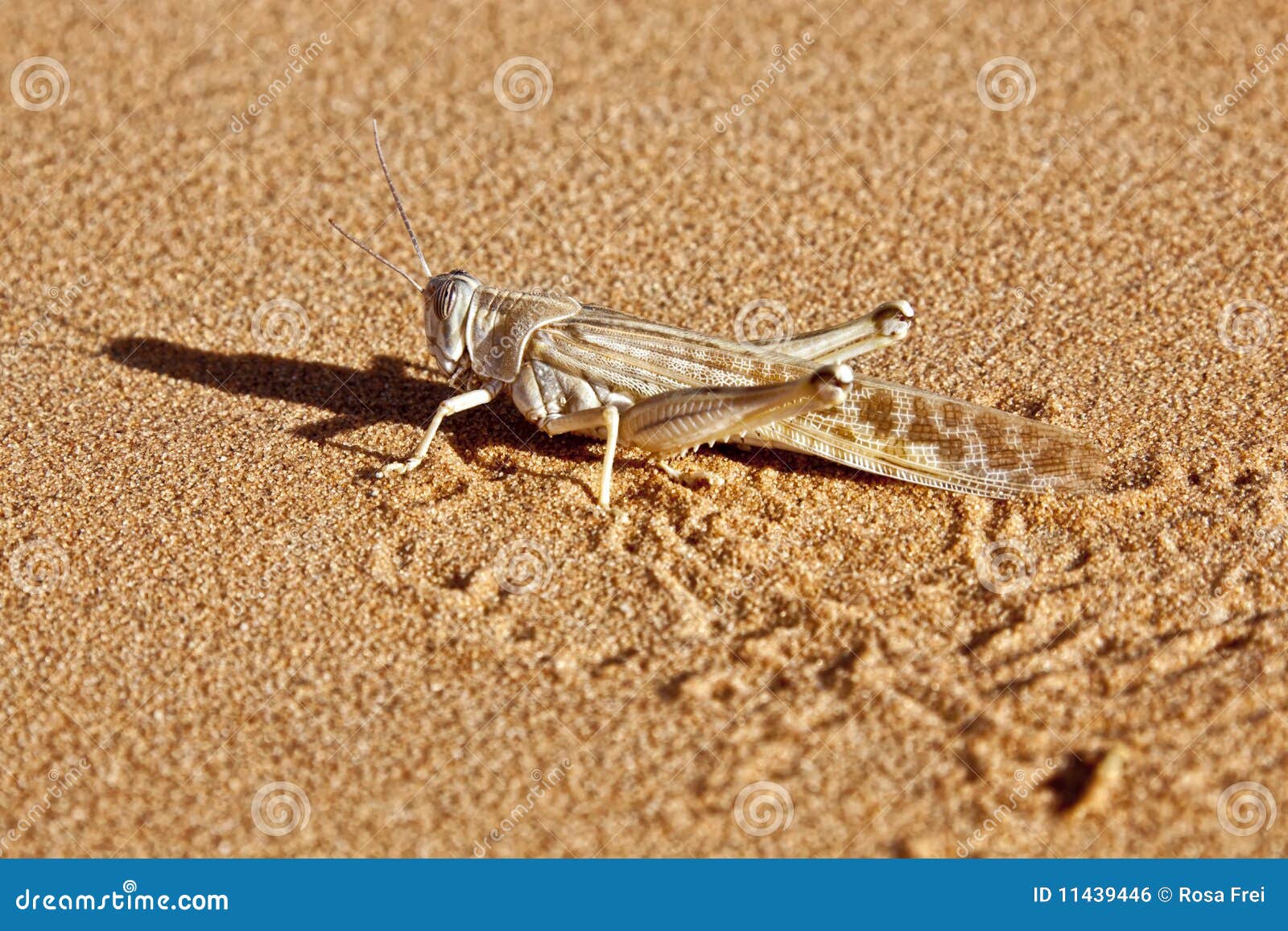 Side Profile of Grasshopper Stock Photo - Image of natural, color: 11439446