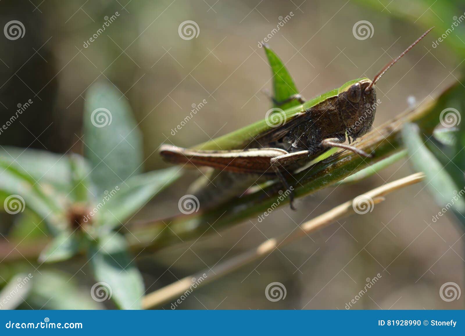 Side Profile of a Grasshopper Sitting on a Tree Branch Stock Photo ...