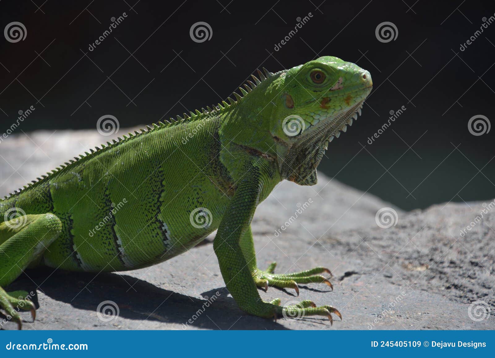 Side Profile of a Green Iguana with Spines Stock Image - Image of ...