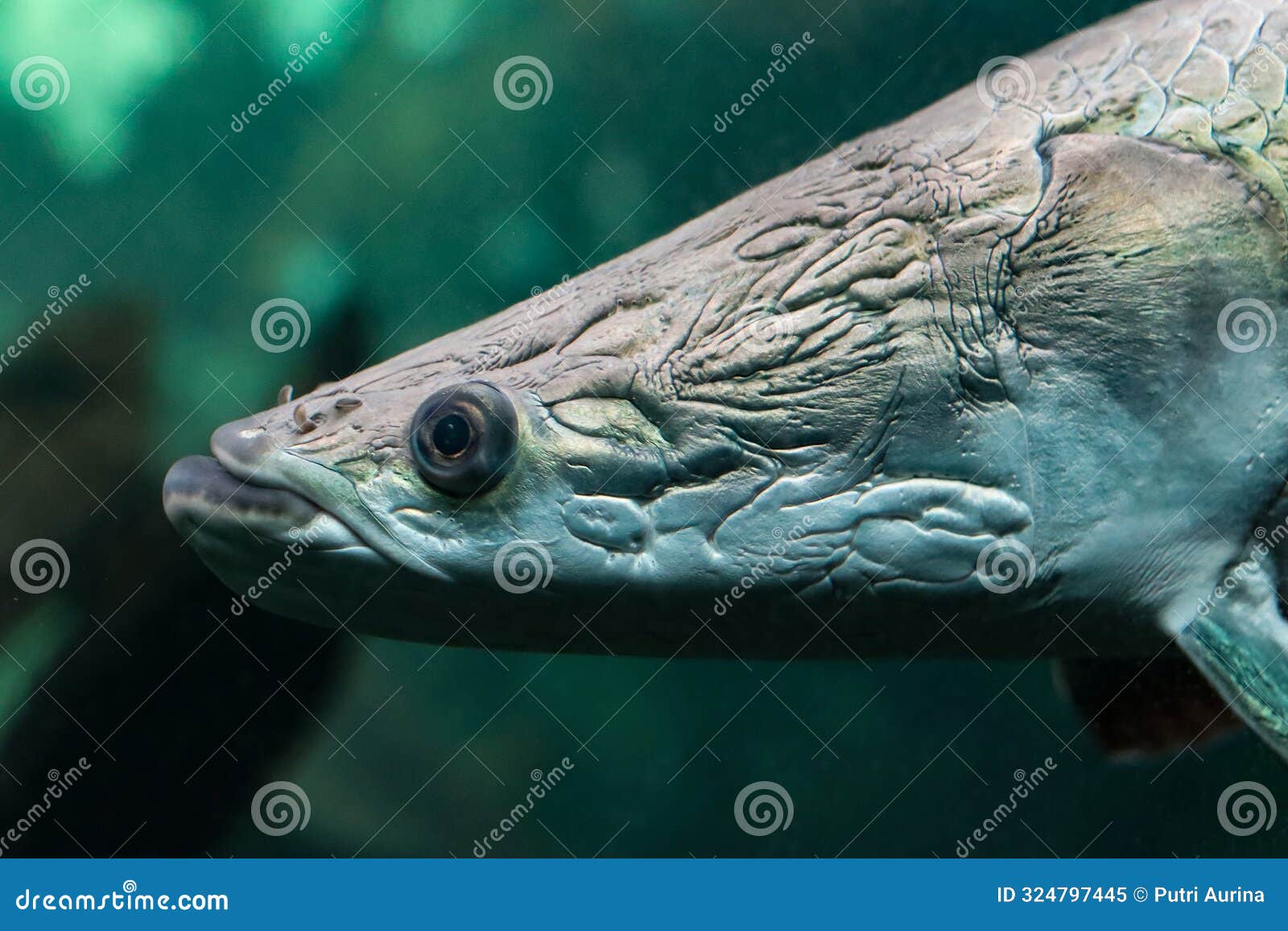 Side Profile Head View of an Ancient and Predator Fish, Arapaima Gigas ...