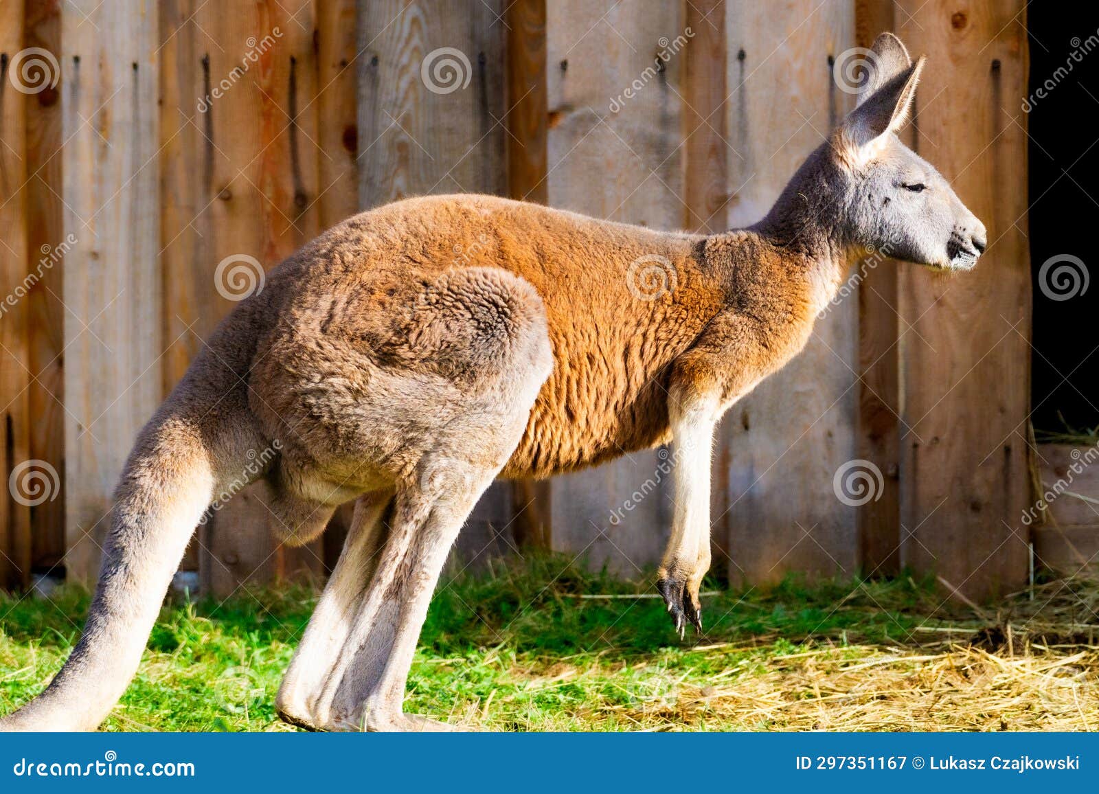 Side Profile of a Kangaroo in a Zoo Stock Image - Image of australian ...