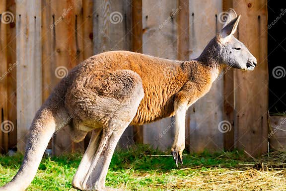 Side Profile of a Kangaroo in a Zoo Stock Image - Image of australian ...