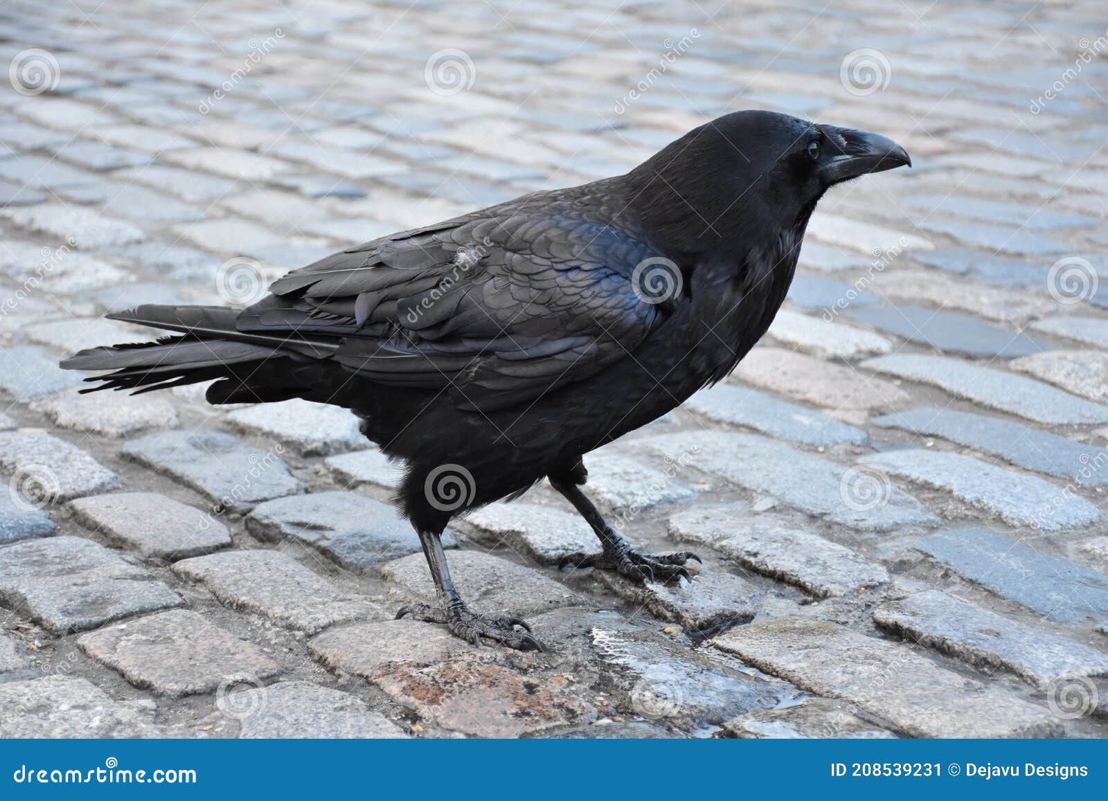 Side Profile of a Large Black Raven Standing on Cobblestones Stock ...