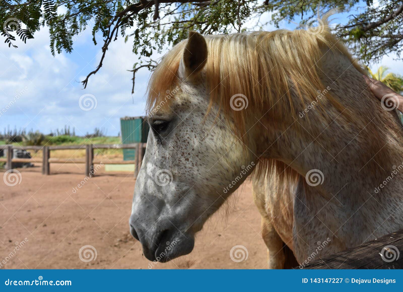 Side Profile of a Large Gray Draft Horse Stock Image - Image of large ...