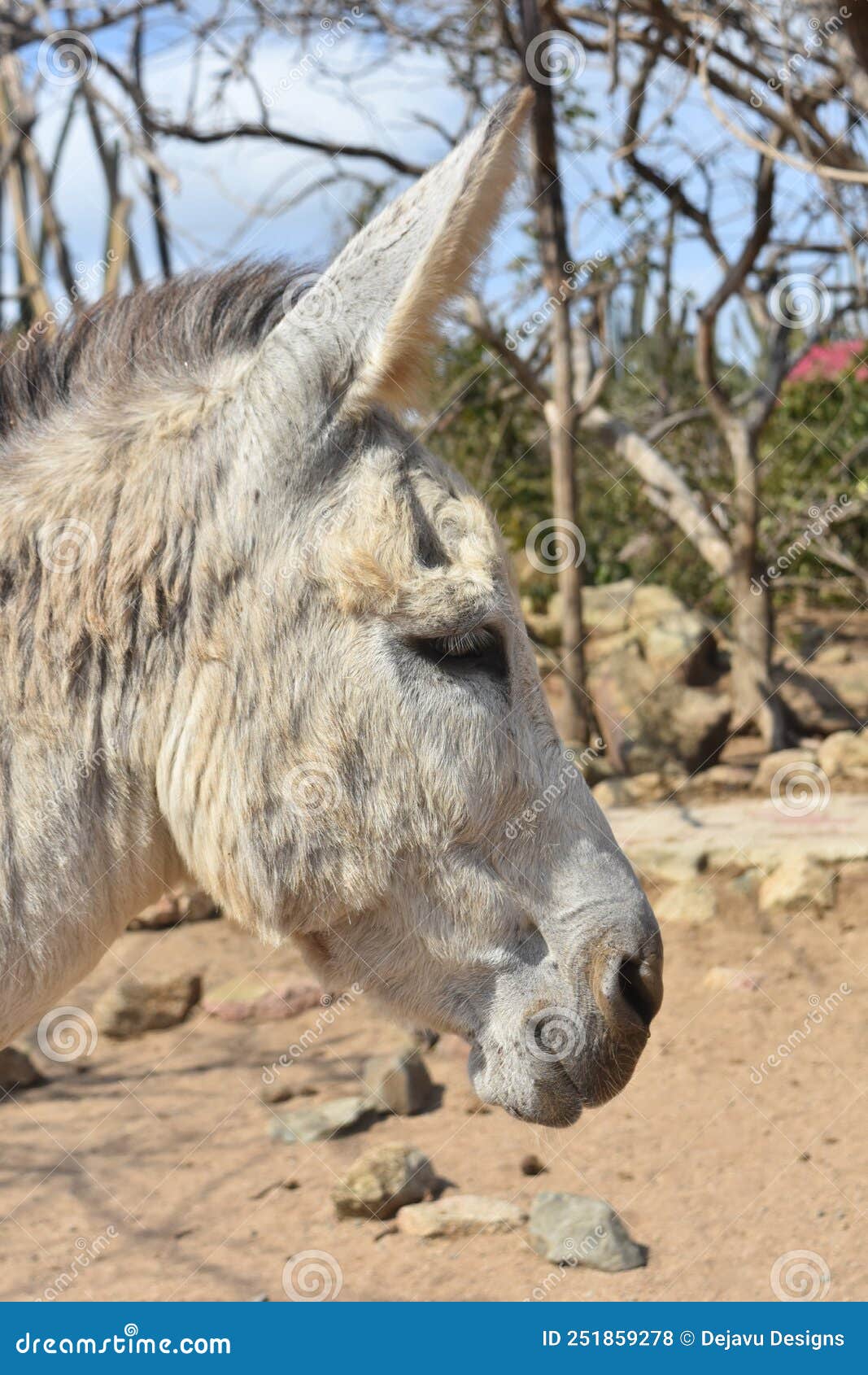 Side Profile Large Gray Mule with Big Ears Stock Photo - Image of ...