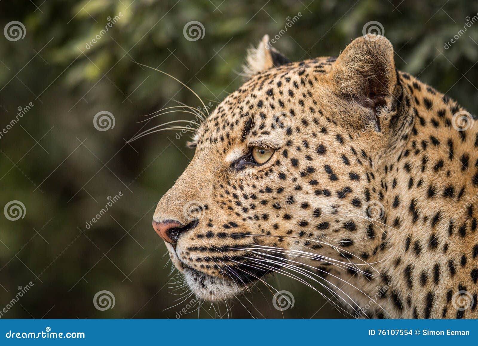 Side Profile of a Leopard in the Kruger. Stock Photo - Image of leopard ...