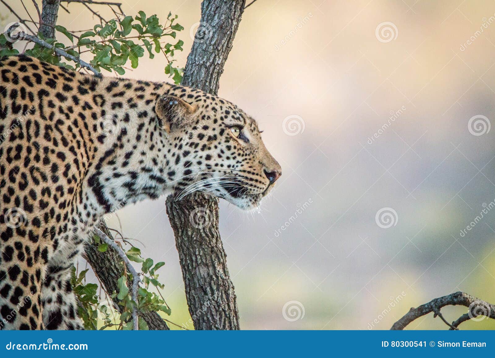 Side profile of a Leopard. stock image. Image of park - 80300541