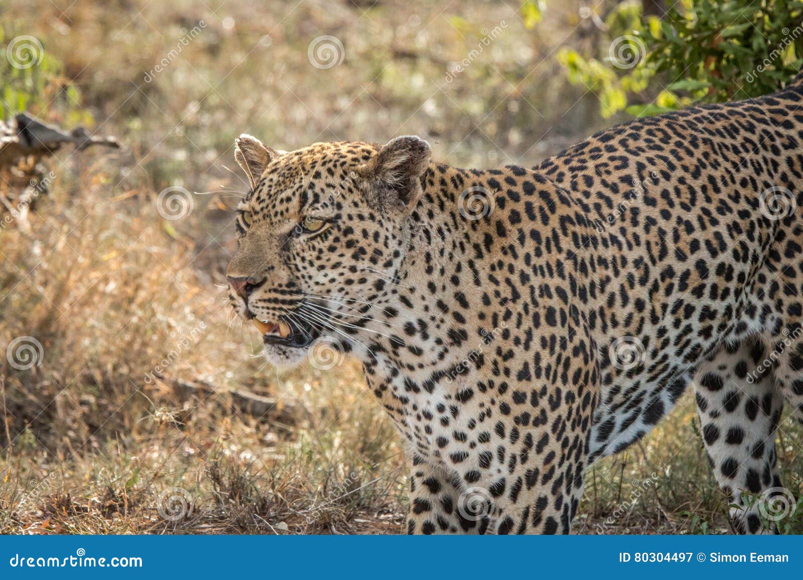 Side profile of a Leopard. stock image. Image of nature - 80304497