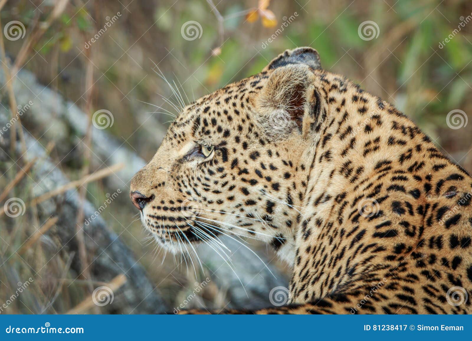 Side profile of a Leopard. stock image. Image of dangerous - 81238417