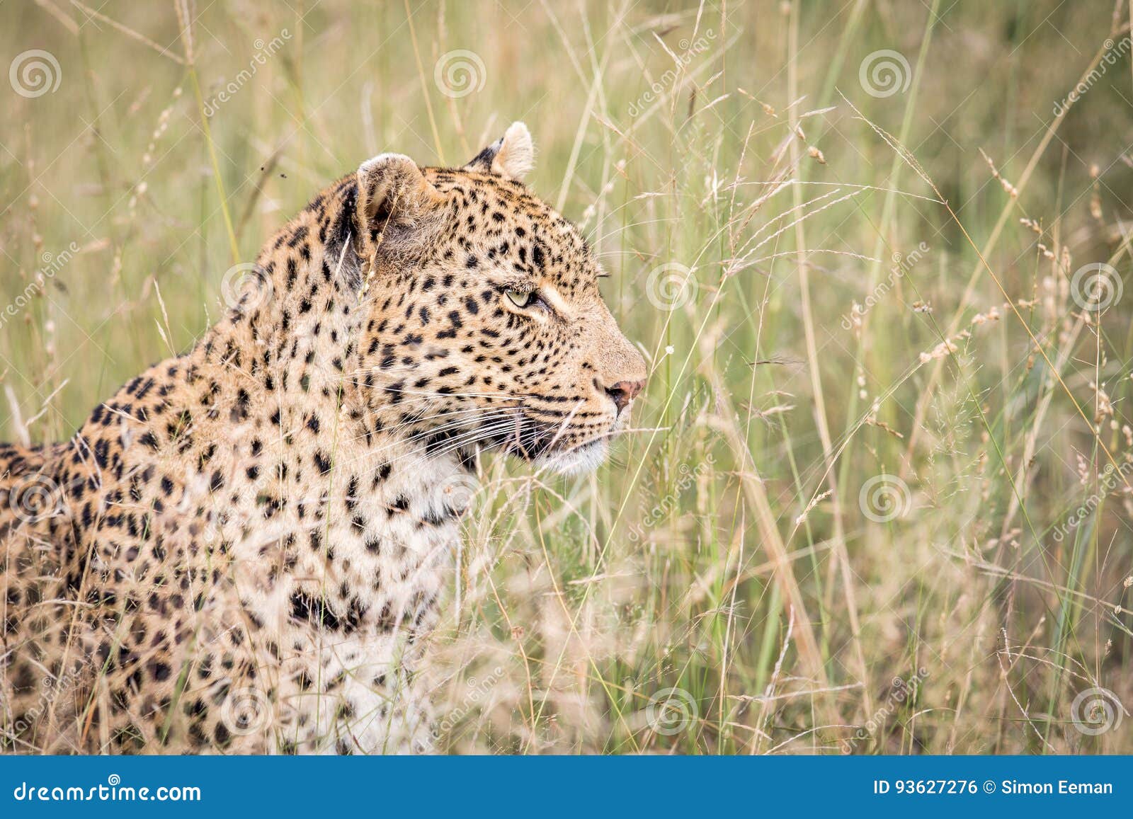 Side Profile of a Leopard in Kruger. Stock Photo - Image of leopard ...