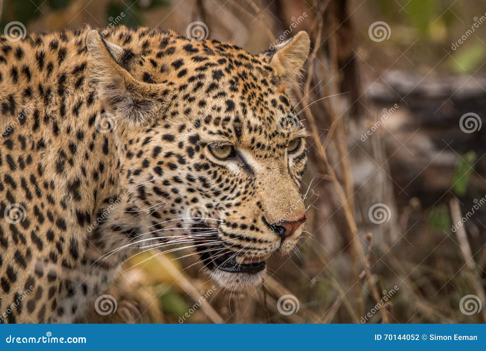 Side Profile of a Leopard in the Sabi Sands. Stock Photo - Image of ...