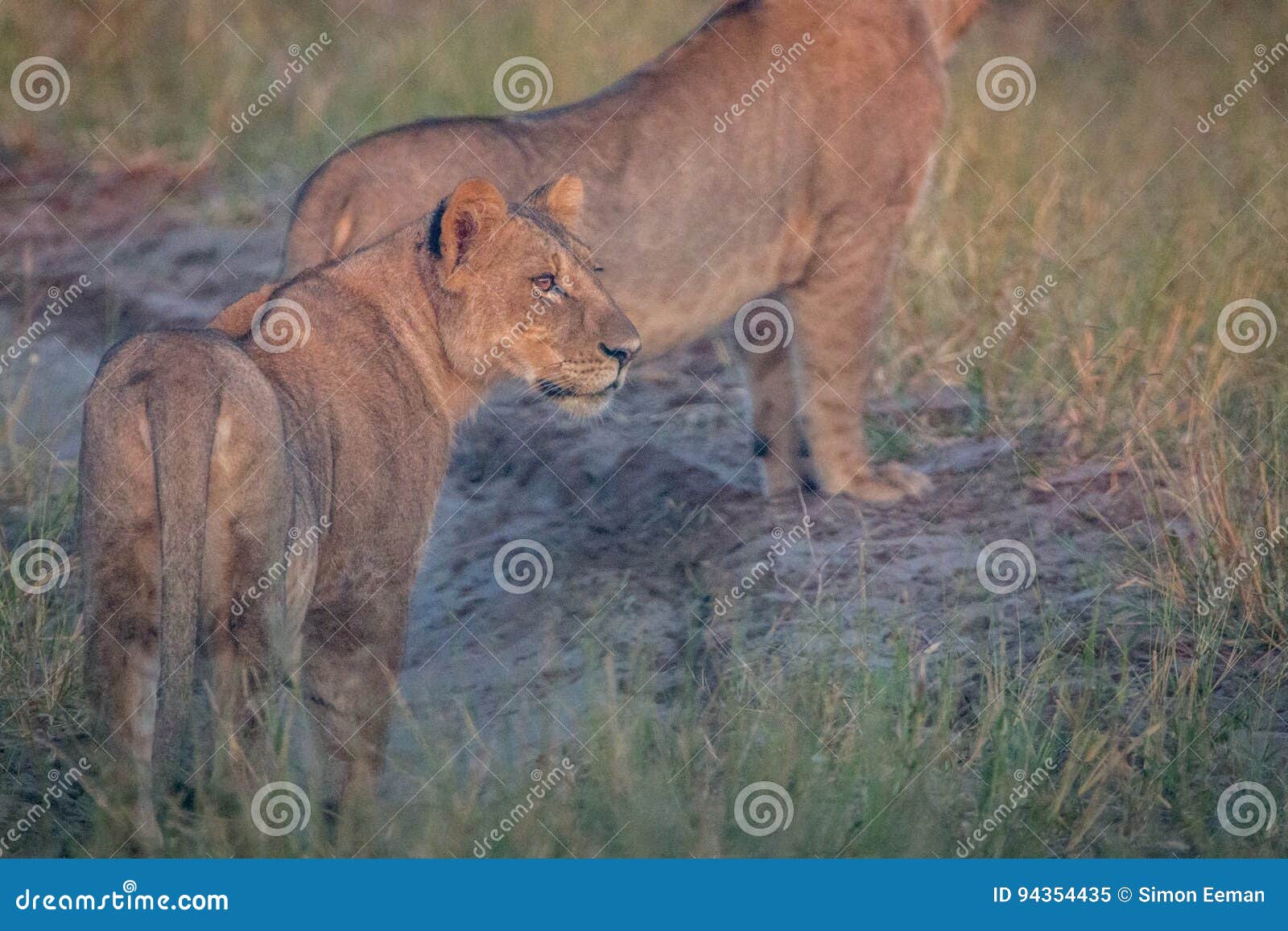 A Side Profile of a Lion Cub on the Road. Stock Image - Image of ...