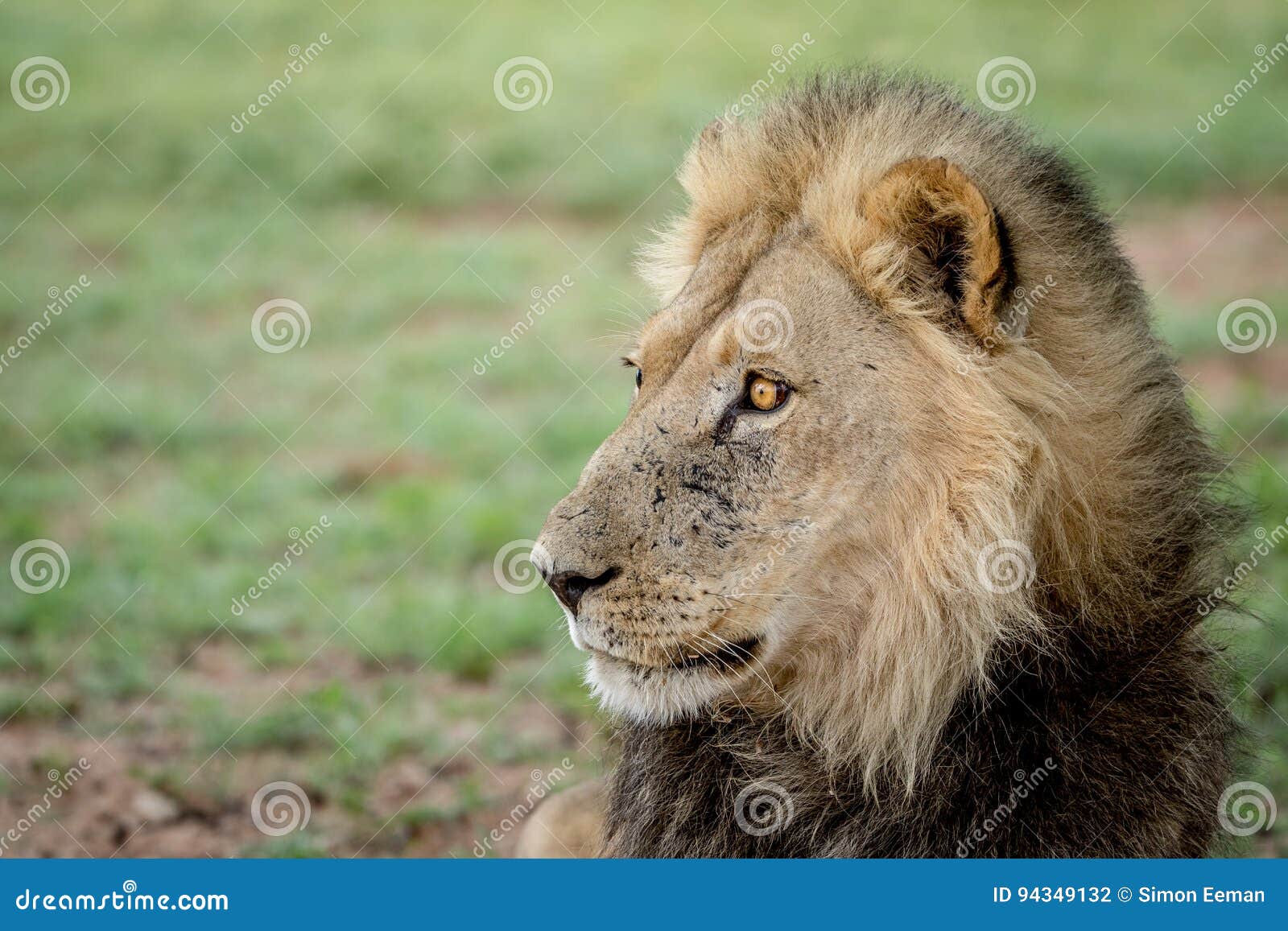 Side Profile of a Lion in the Kalagadi. Stock Photo - Image of beast ...