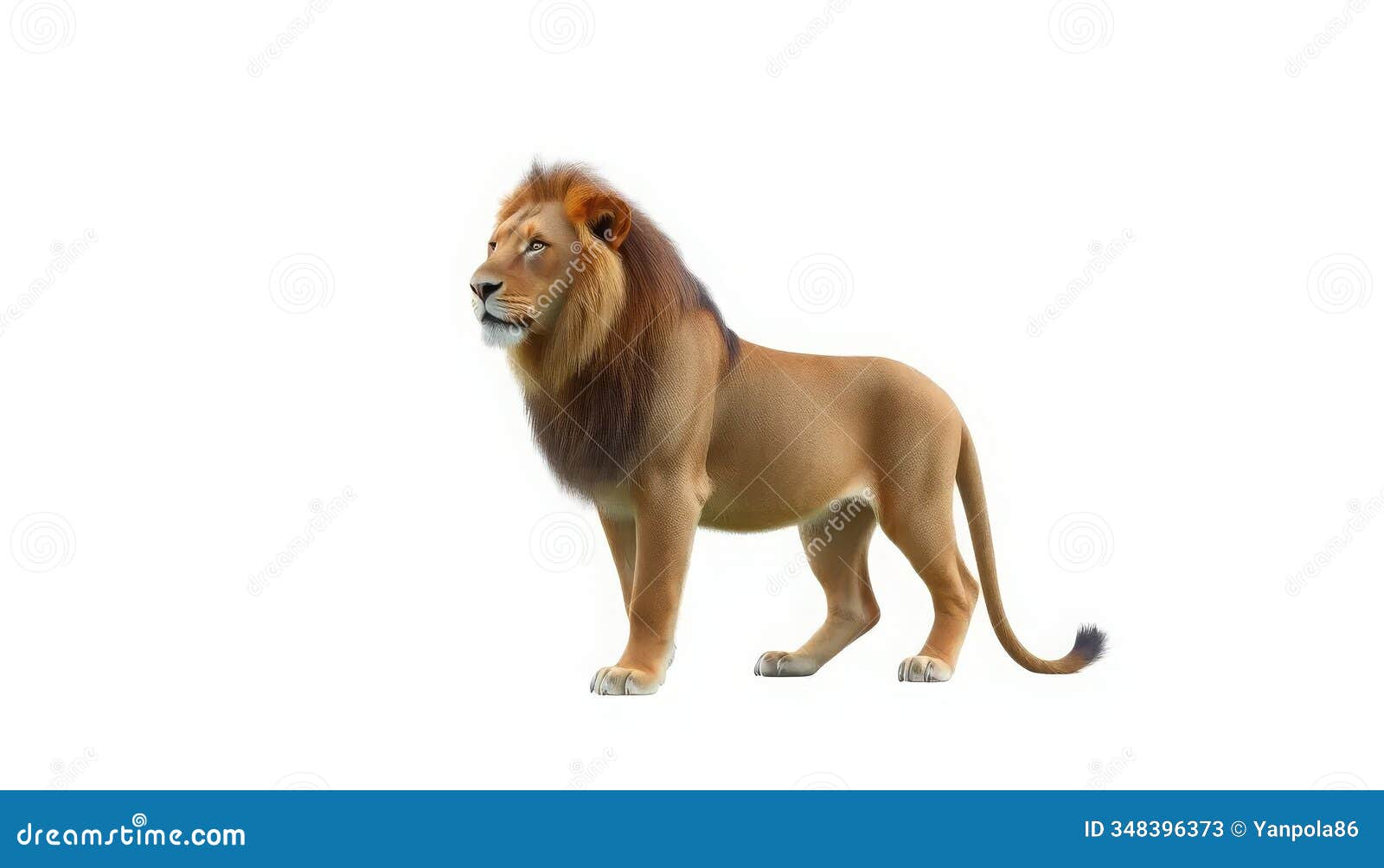 Side Profile of a Lion with a Lush Mane on a White Background, Isolated ...