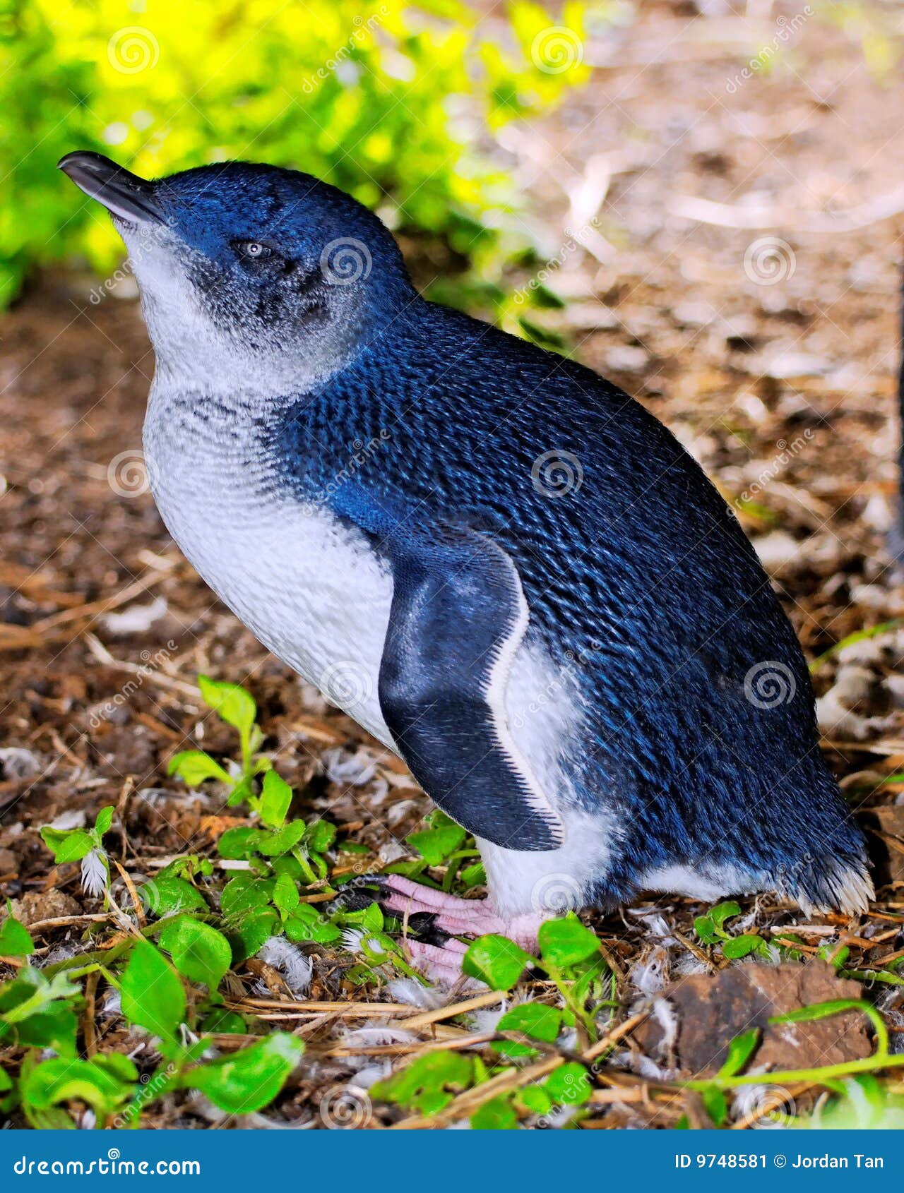 Side Profile of Little Penguin Stock Image - Image of stand, beak: 9748581