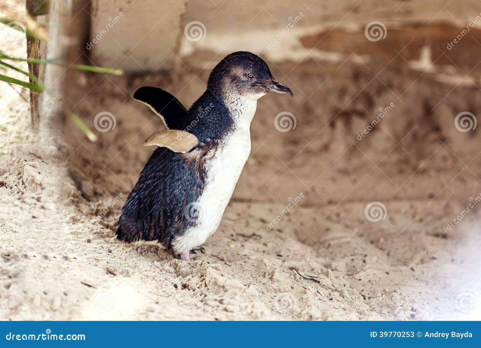 Side Profile of Little Penguin Stock Image - Image of penguin, oceania ...