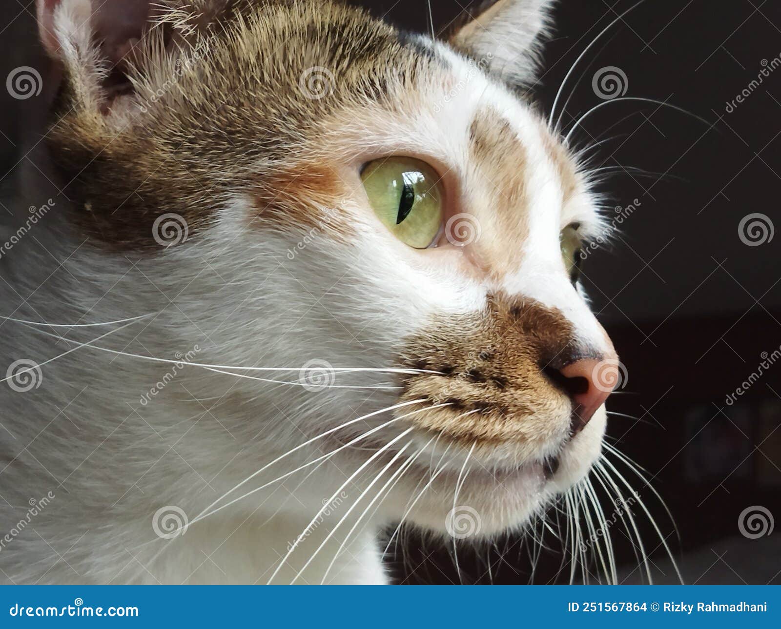 Side Profile of Long Whiskered Calico Cat Stock Photo - Image of calico ...