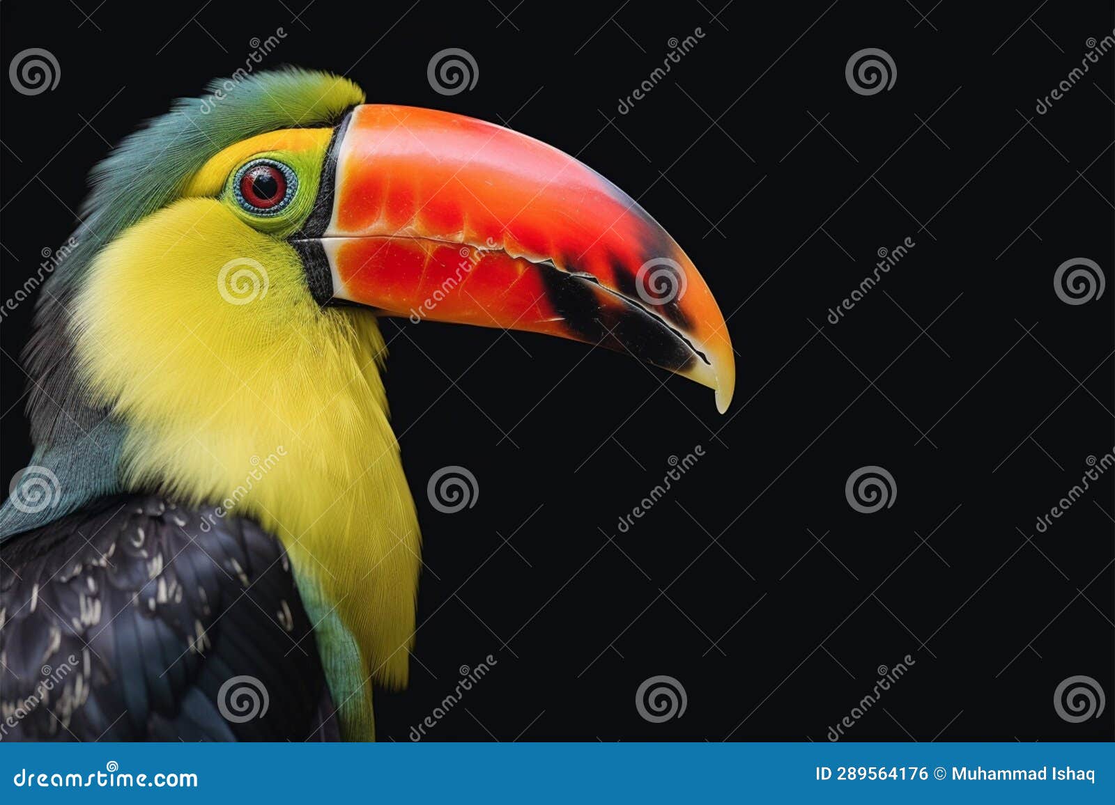 Side Profile of a Magnificent Toucan Bird Stock Illustration ...
