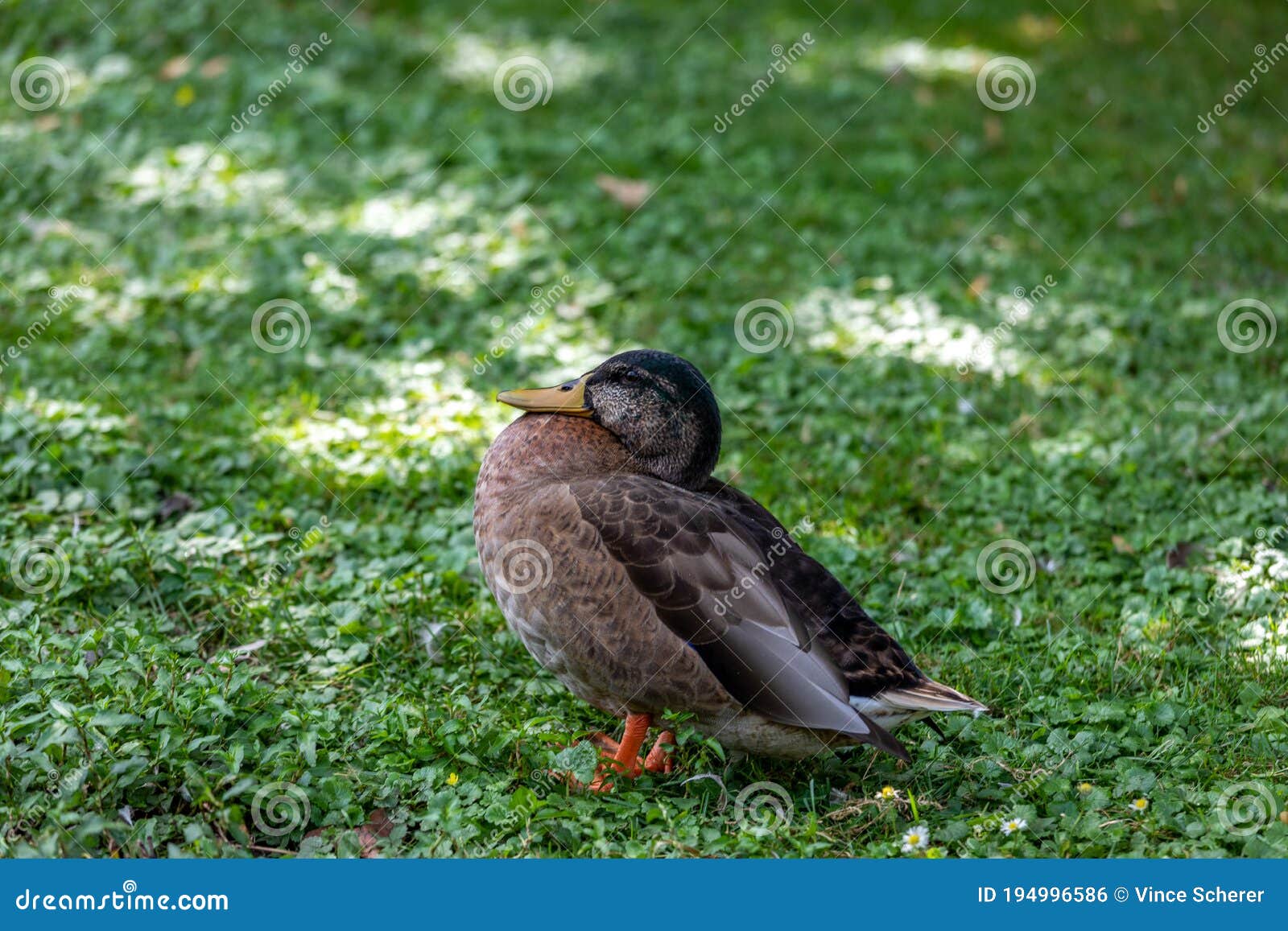 Side Profile of a Mallard in a Grass Field Stock Photo - Image of male ...