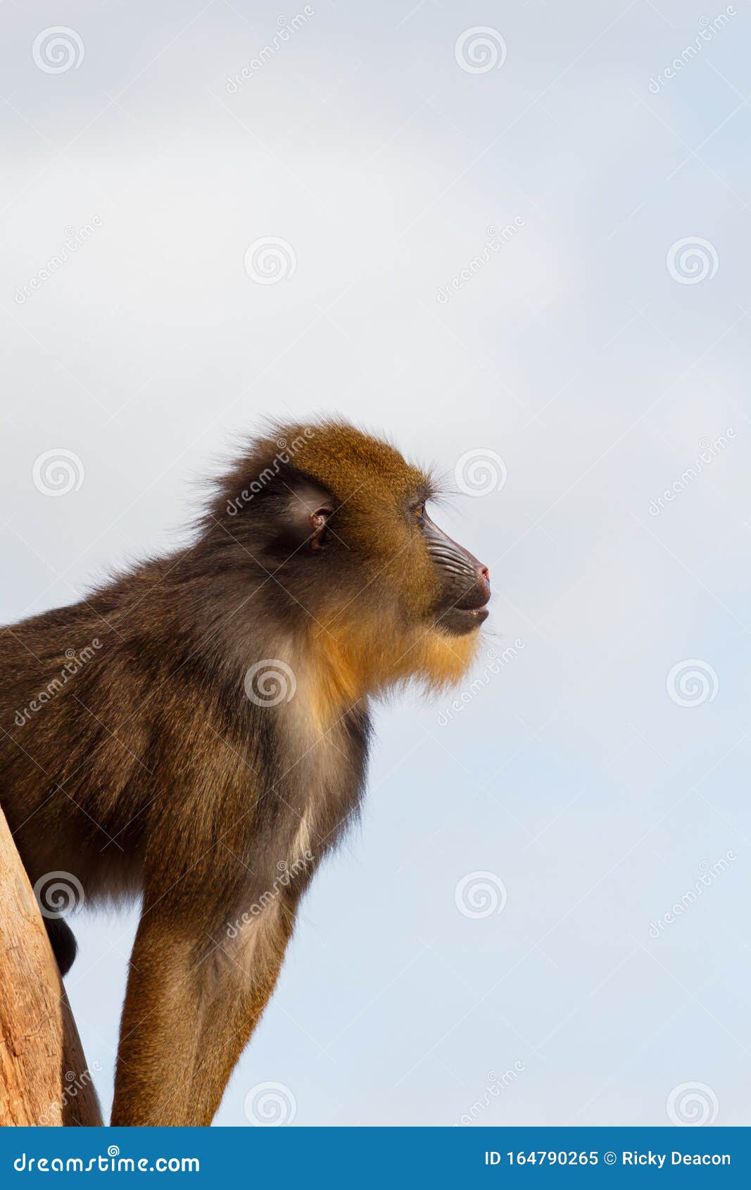 Side Profile of Mandril with Colourful Snout Stock Image - Image of ...