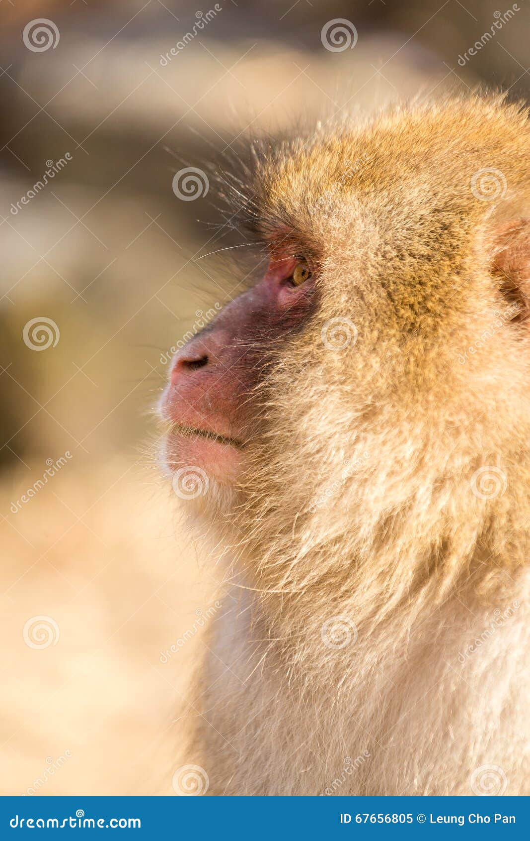 Side profile of monkey stock image. Image of colour, golden - 67656805